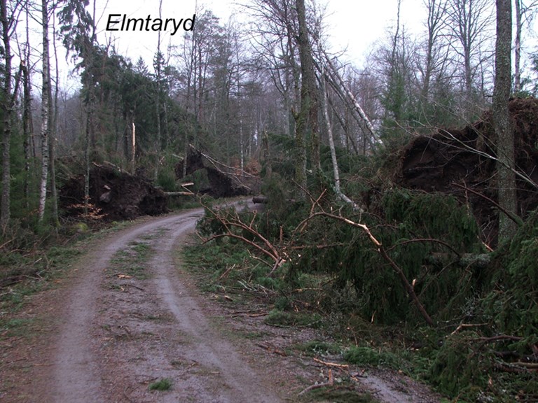 Stormen/orkanen Gudrun januari 2005 markbilder Agunnaryd