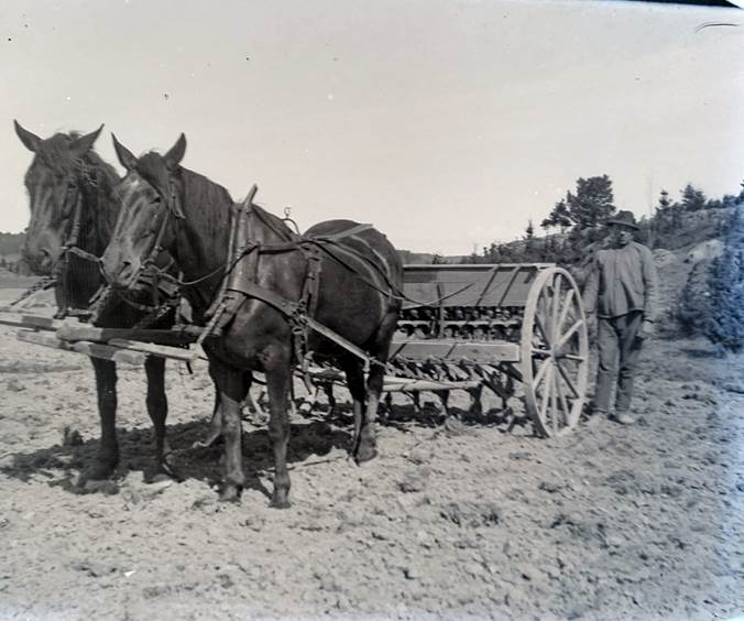 En man vid en harv och två mörka hästar, Balingsta, från Stig Engwall ...